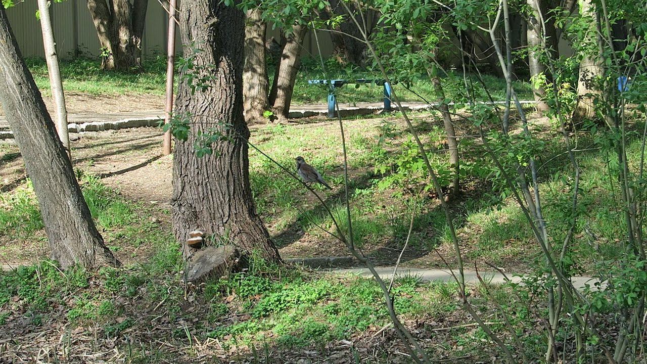 Дрозд рябинник