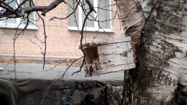 Кормушка для синиц