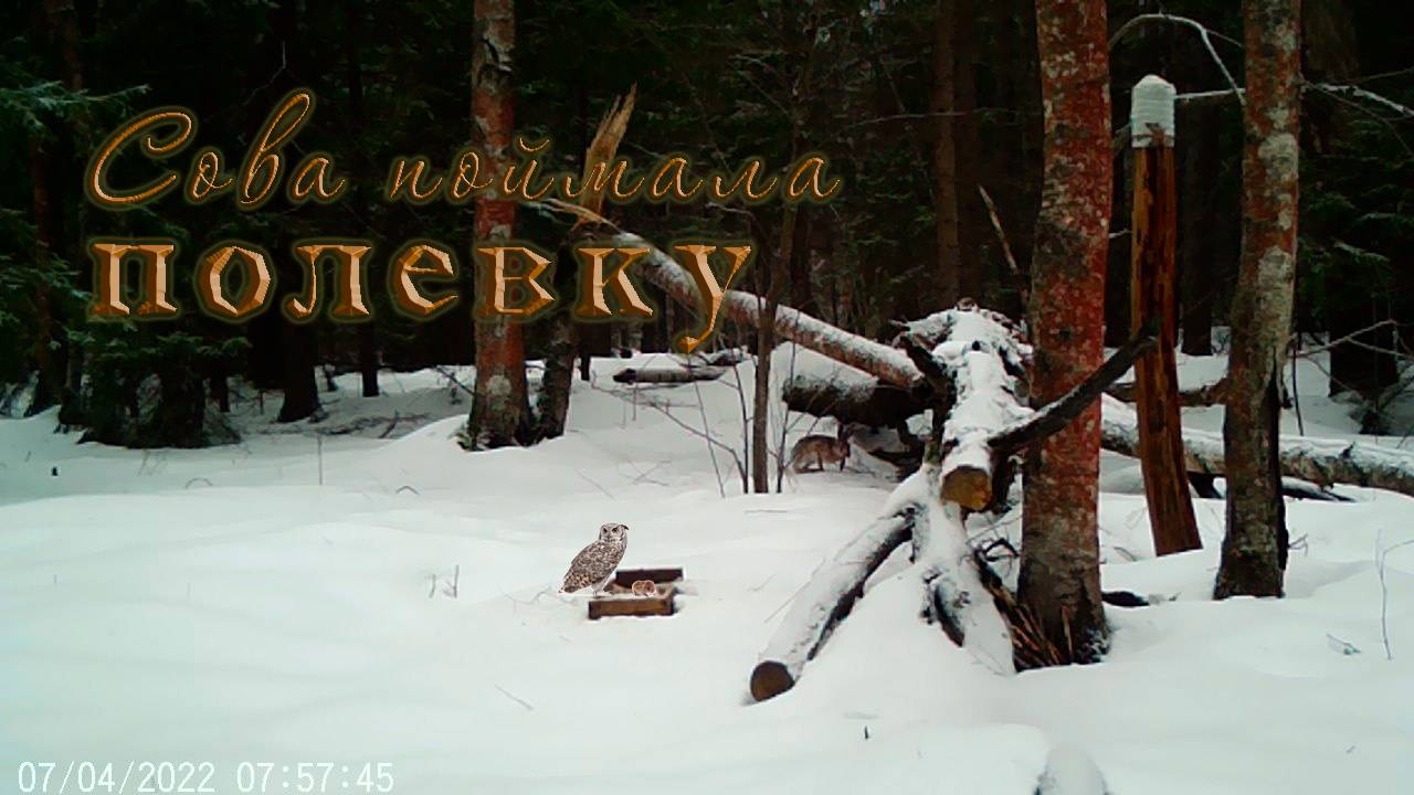 Заяц и лось на солонце. Сова поймала полевку..