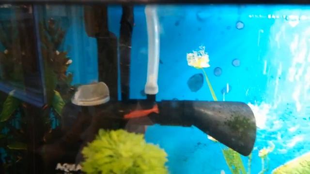 Аквариум в стиле Лего - нано рыбки и креветки. От канала Мы из Краснодара