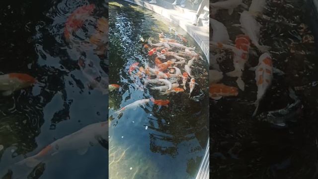 Экзотическая Рыбалка!