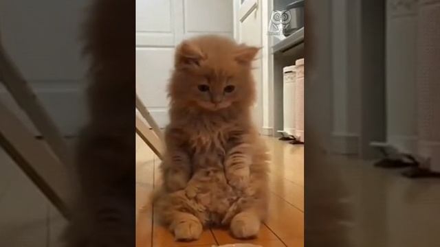 - А когда еда появится?!