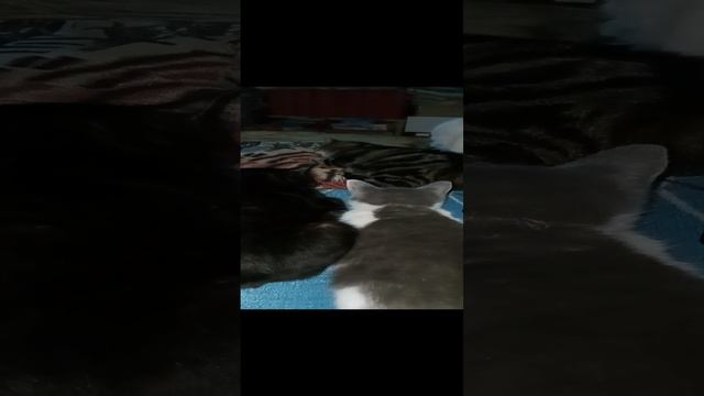 Всё мои кисули на кровати сбор устроили ;)