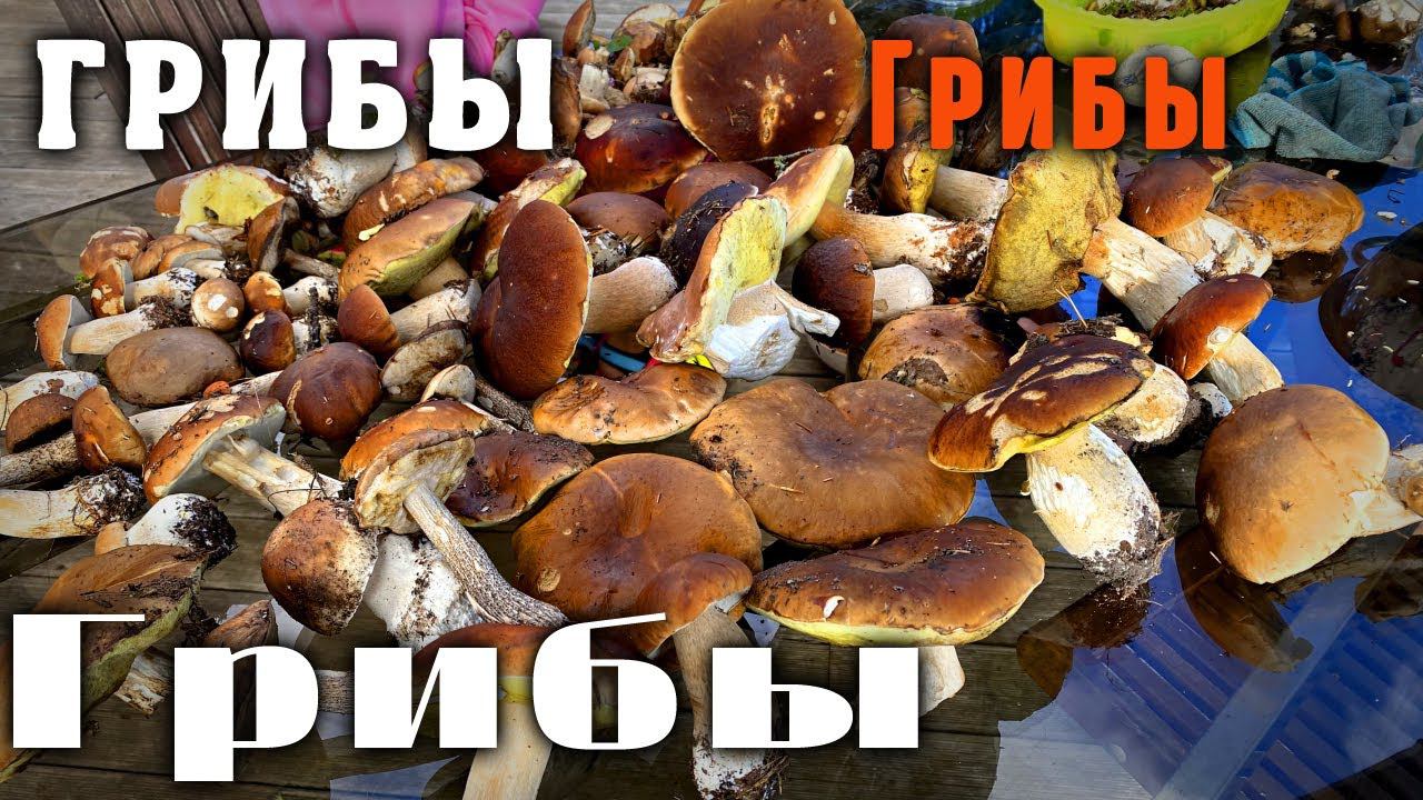 Грибы. Грибы в Ленинградской области. Сентябрь 2023.