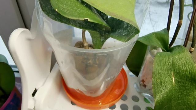 спасение орхидеи без корней с гнилой шеей.Показываю результаты через месяц