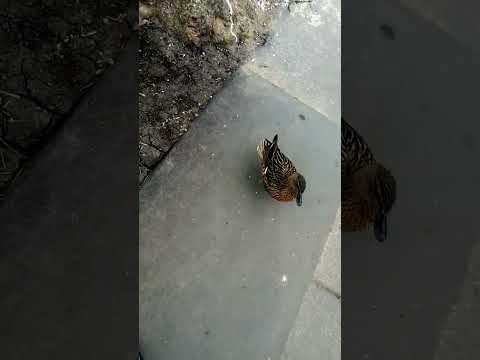 Дикие утки просят у прохожих еду