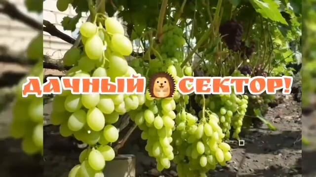 Дачный сектор!