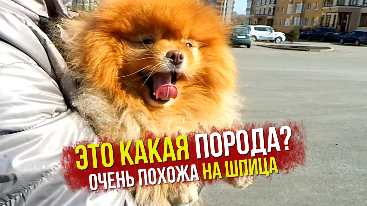 Это что за порода собак такая? Такая разная собачья жизнь. Шпицы на прогулке