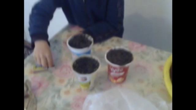 Простой и быстрый способ посадки горького, красного перца ＂Огонёк＂ для выращивания на подоконнике