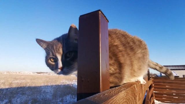 Вырезание сложных объектов с помощью масок техника стопкадр_1080p(1).mp4