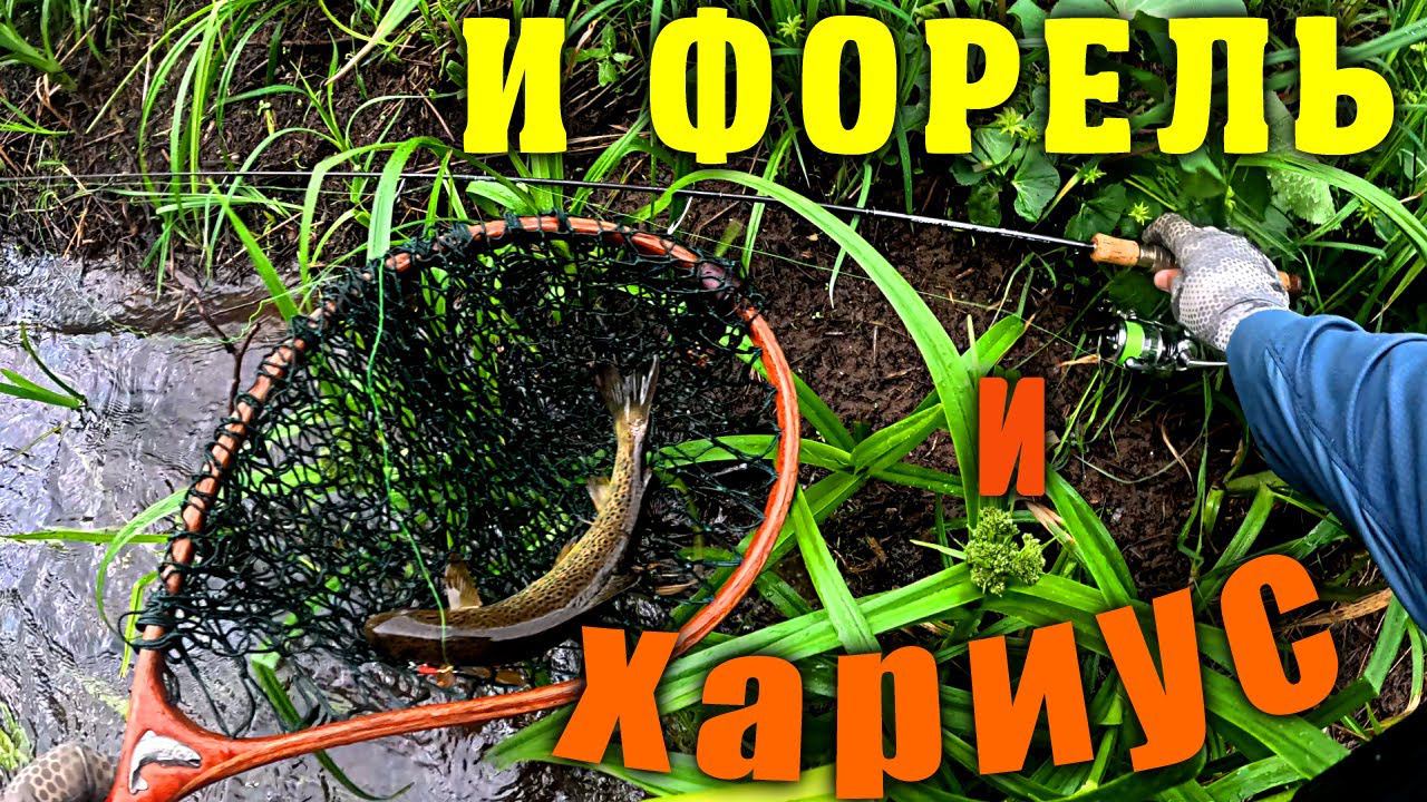 Форель и хариус. Рыбалка в Ленинградской области. Май 2024.