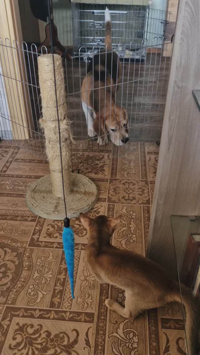 Кай и Савва знакомятся