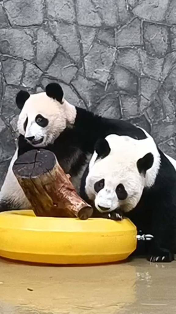 Панды Диндин и Катюша.