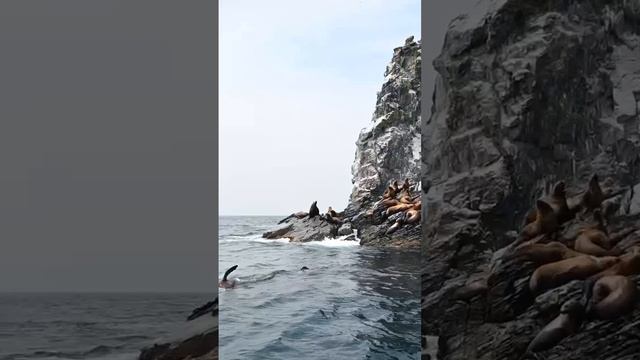 Аскольд. Остров в Японском море