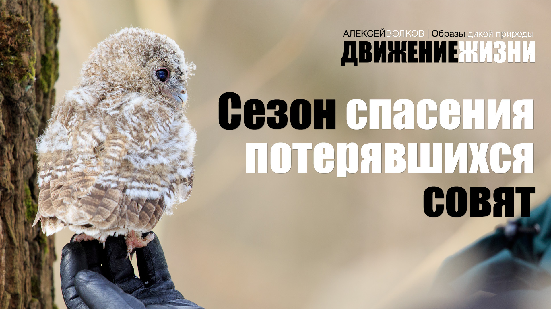 Сезон спасения потерявшихся совят | Не забирайте чужих детей!