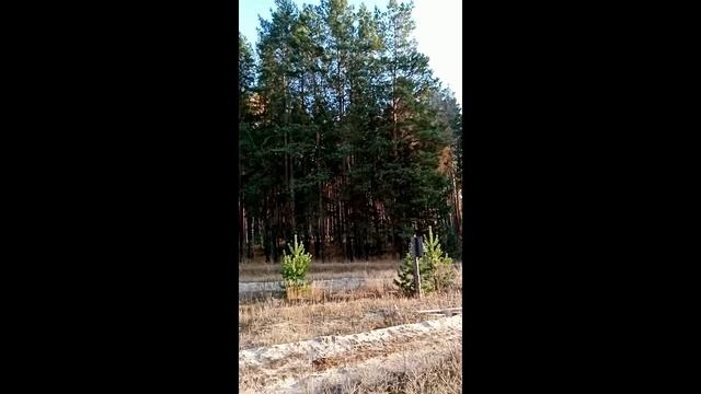 п. Соловьевский, Буреевский пруд. 20 г