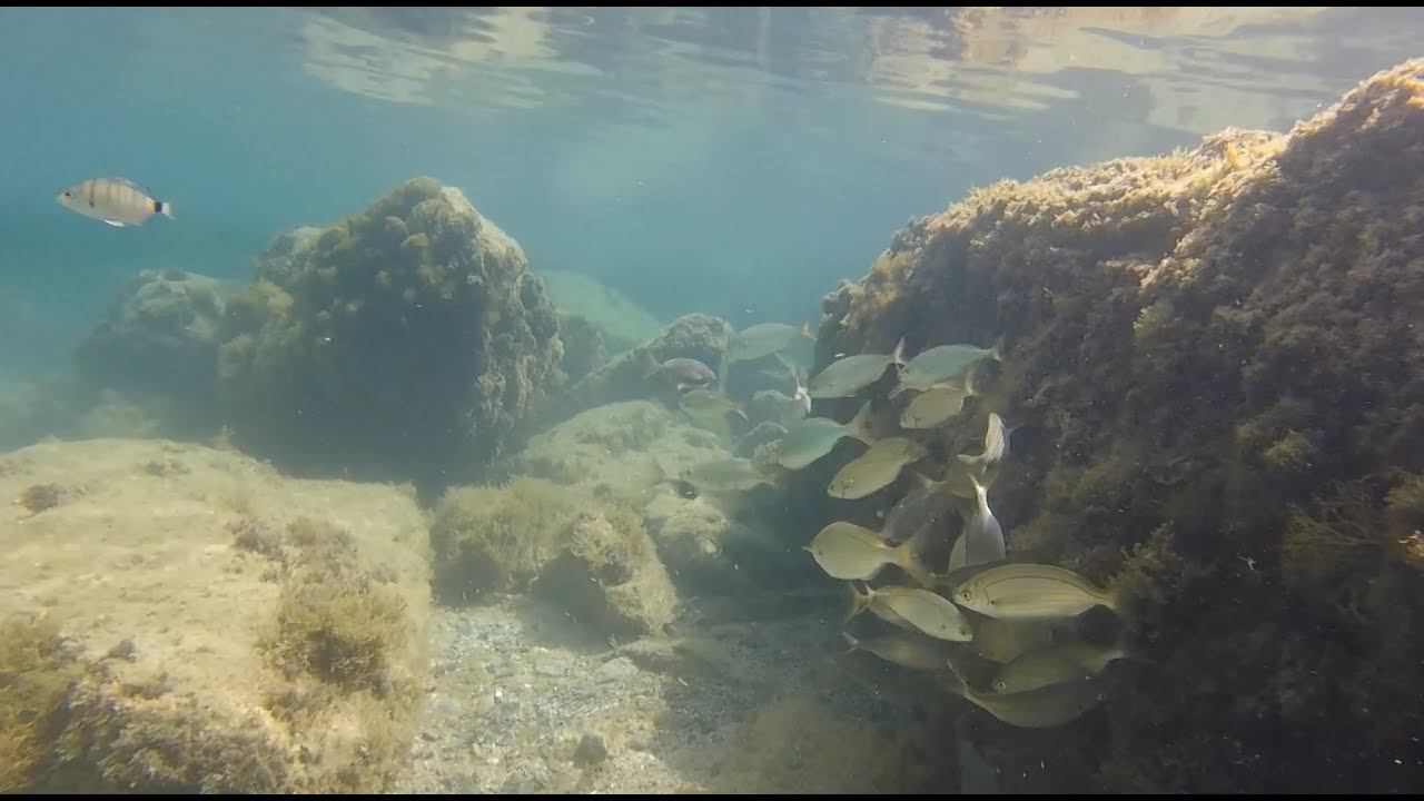 Мурена и прочая живность , Истинная причина нашей поездки в Сан-Ремо, то что мы увидели под водой.