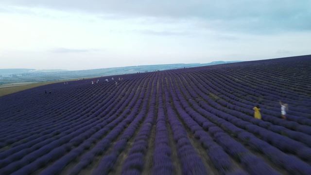 Наша Лаванда