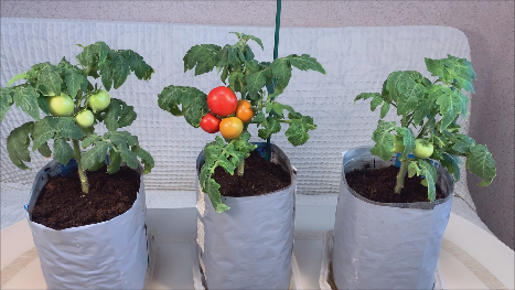 Комнатные томаты. Баклажаны. Сельдерей в конце февраля.