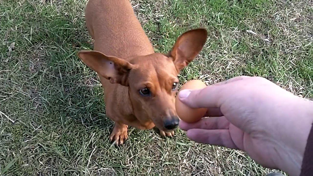 Собака выпрашивает яйцо.