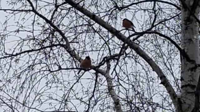 ЗАГРУСТИЛА _  МОИ СТИХИ  _ ОПЯТЬ СНЕГИРИ.