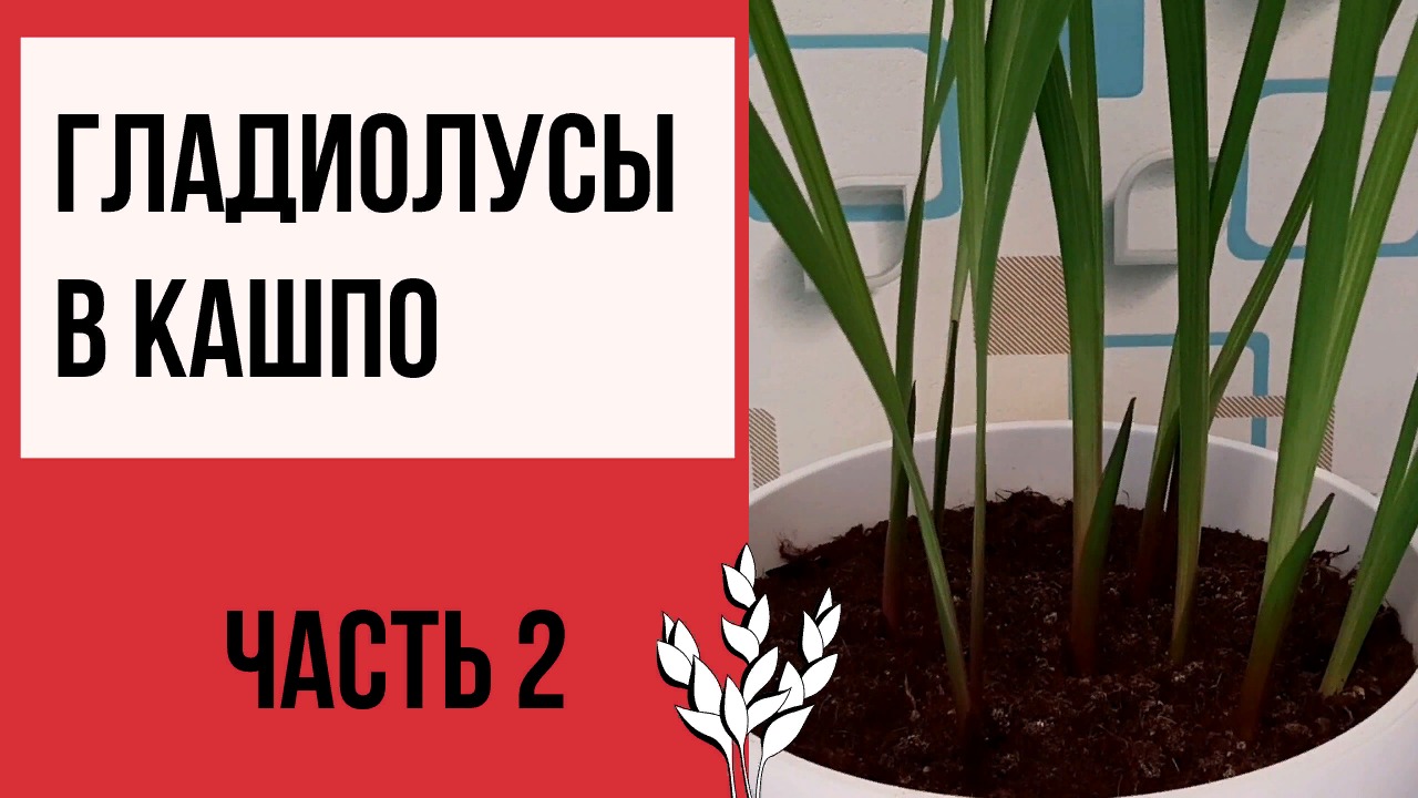 Гладиолусы в кашпо. 2 часть