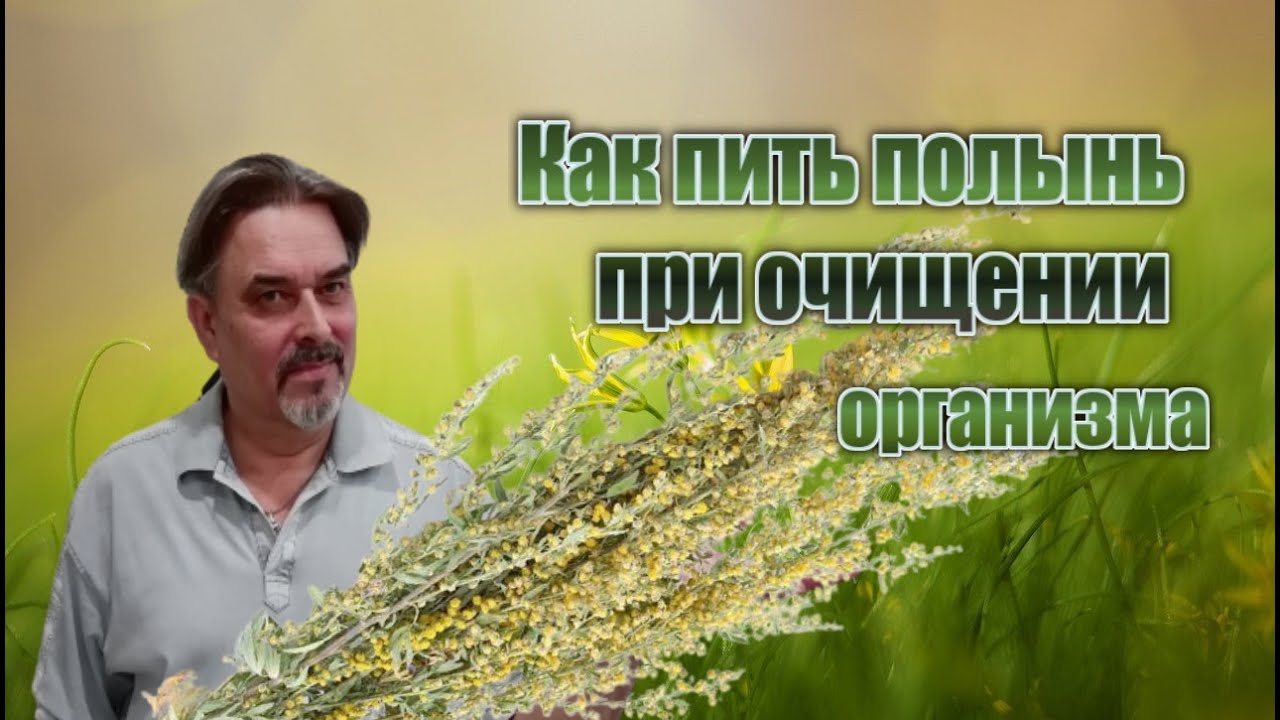 Как правильно пить полынь для очищения организма