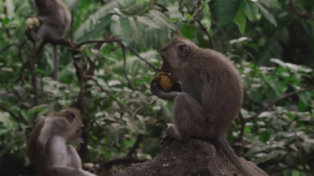 Почему животные не разговаривают?