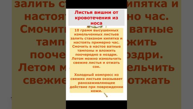 Листья Вишни от кровотечения из носа