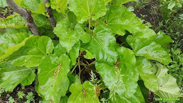 Обзор: сад летом, делаем витаминный чай