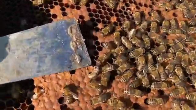 Опыт борьбы с Тропилелапсозом.