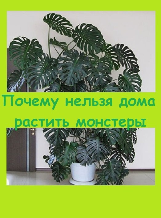 Почему монстеру нельзя выращивать дома - она отнимает энергию у людей