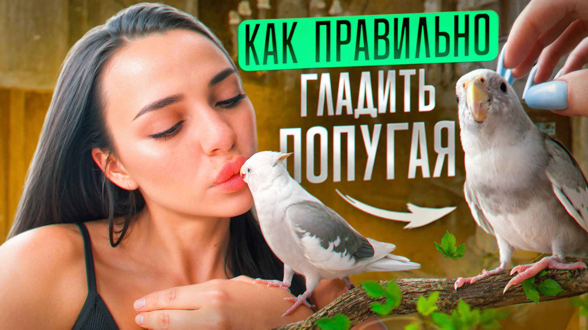 ГЛАДИМ ПОПУГАЯ ПРАВИЛЬНО