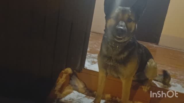 94) СОБАКА Породы ОВЧАРКА по Кличке Верба любит общение в Городе ПЕНЗА 16 Февраля 2023