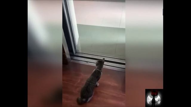 Смех до слёз №5