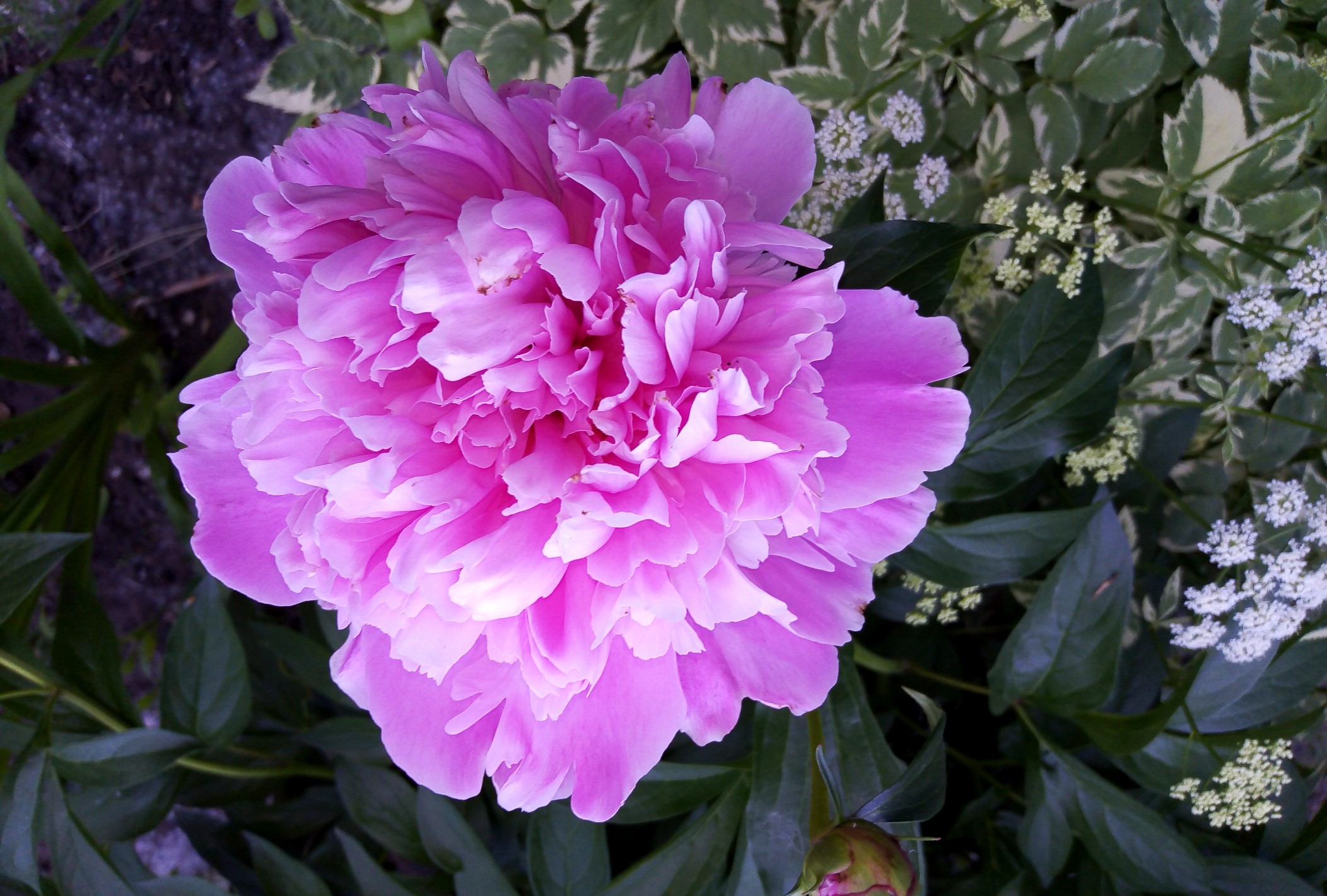 ВАЛЬС ПИОНОВ в СИБИРИ