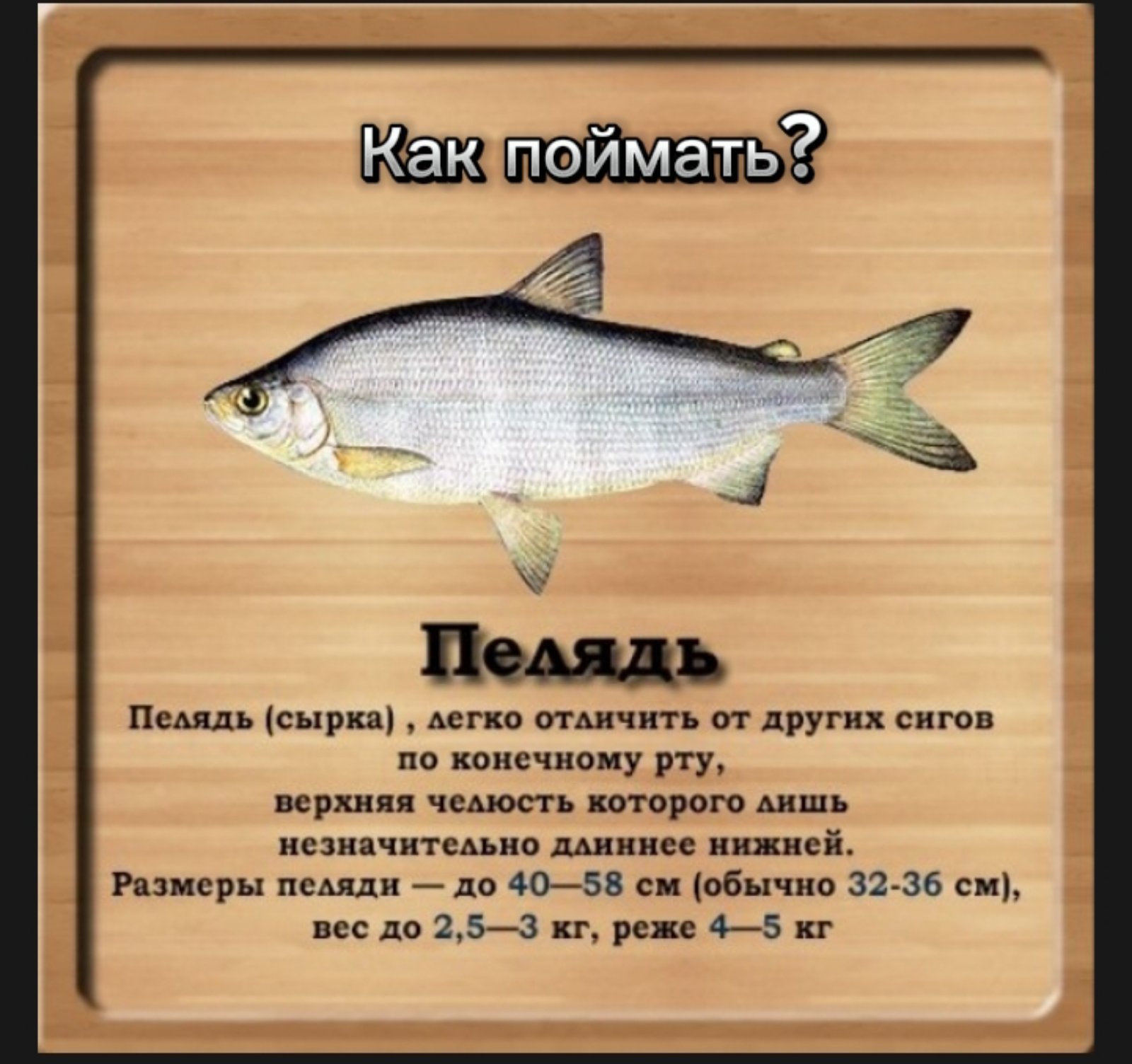 Как поймать Пелядь на реке Енисей, реальная рыбалка.