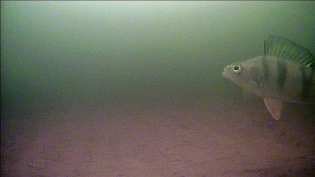 Подводная атака окуня на зимнюю блесну часть 1. Focusfish.