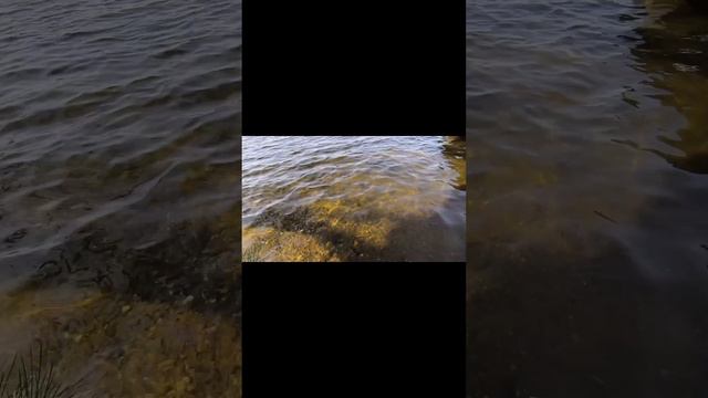 Природа "Дрозды" #shorts