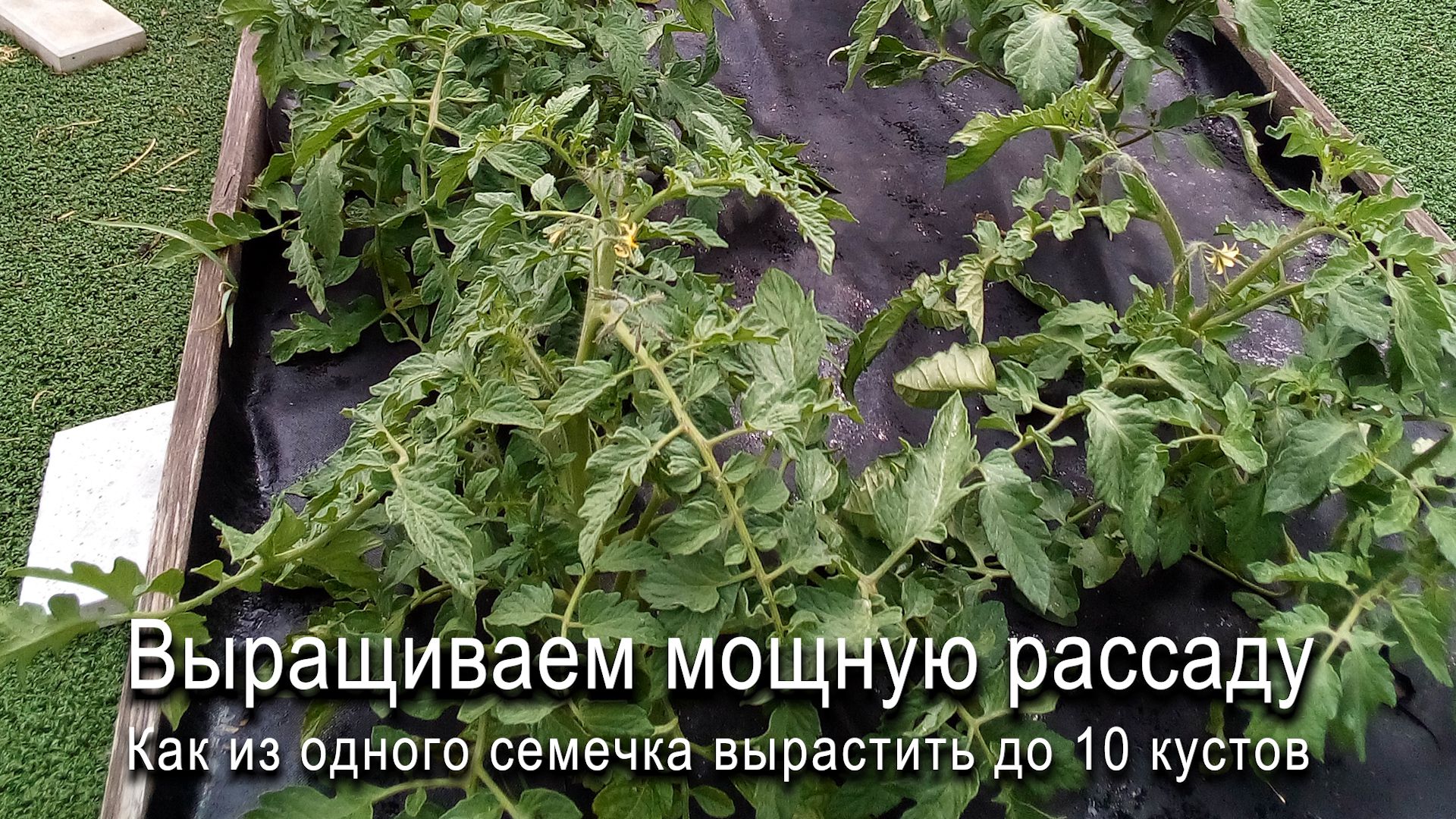 Выращиваем мощную рассаду. Как из одного семечка томата вырастить 10 кустов, часть 1 #ТриЭкоОгород