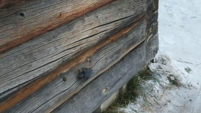 Поползень в «Малых Корелах»