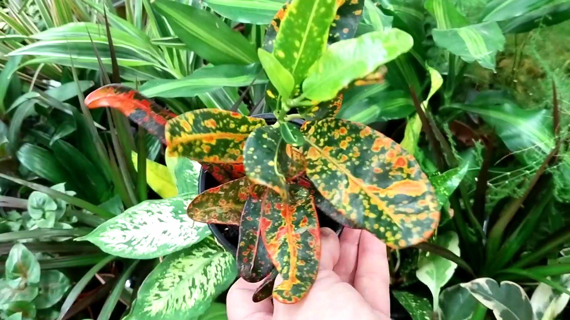 ??Новое Поступление Комнатных Цветов в Леруа Мерлен???⚘