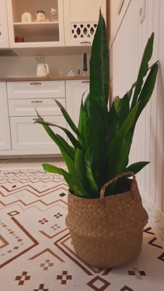 Осторожно! Вирус!  Подвержены только женщины 30+ 🫣 #дом #дизайн #кухня #ремонт