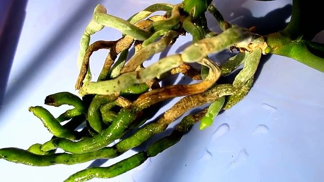 Орхидеи в воде.  Пересадка в коруOrchids in the water. Transplantation in the cortex..mp4