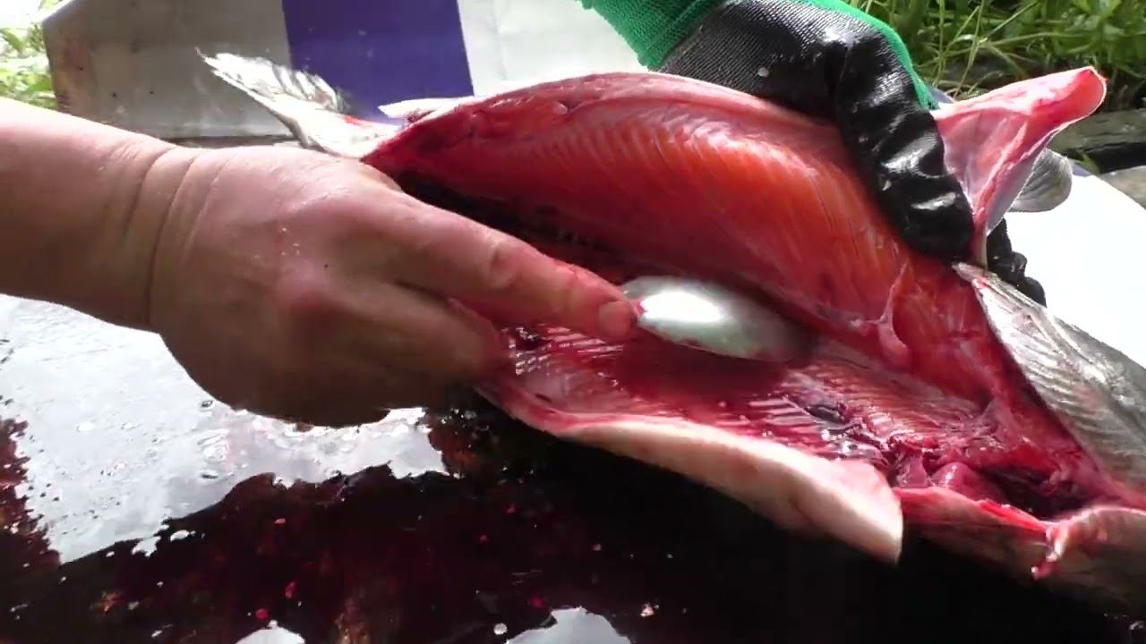 Разделка рыбы в полевых условиях.