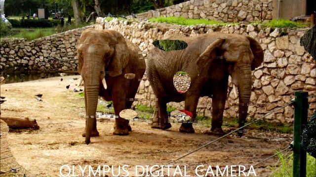 САФАРИ__фото_25_12_12_г