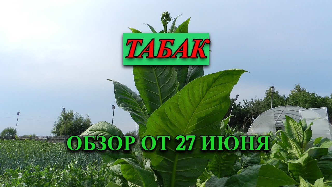 Выращивание табака сезон 2021 часть 9