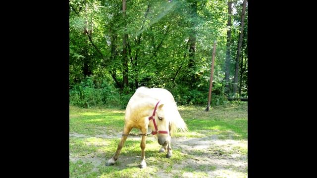 Библия. 49-06. Книга пророка Захарии (06). И опять поднял я глаза мои и вижу.