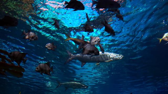 4K Аквариум микс рыб и Расслабляющая без звука - Плейлист Нон-Стоп 401