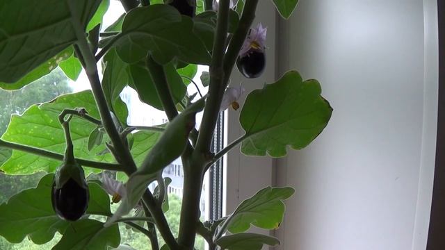 Мини баклажаны Бейби Блэк F1 оконные.